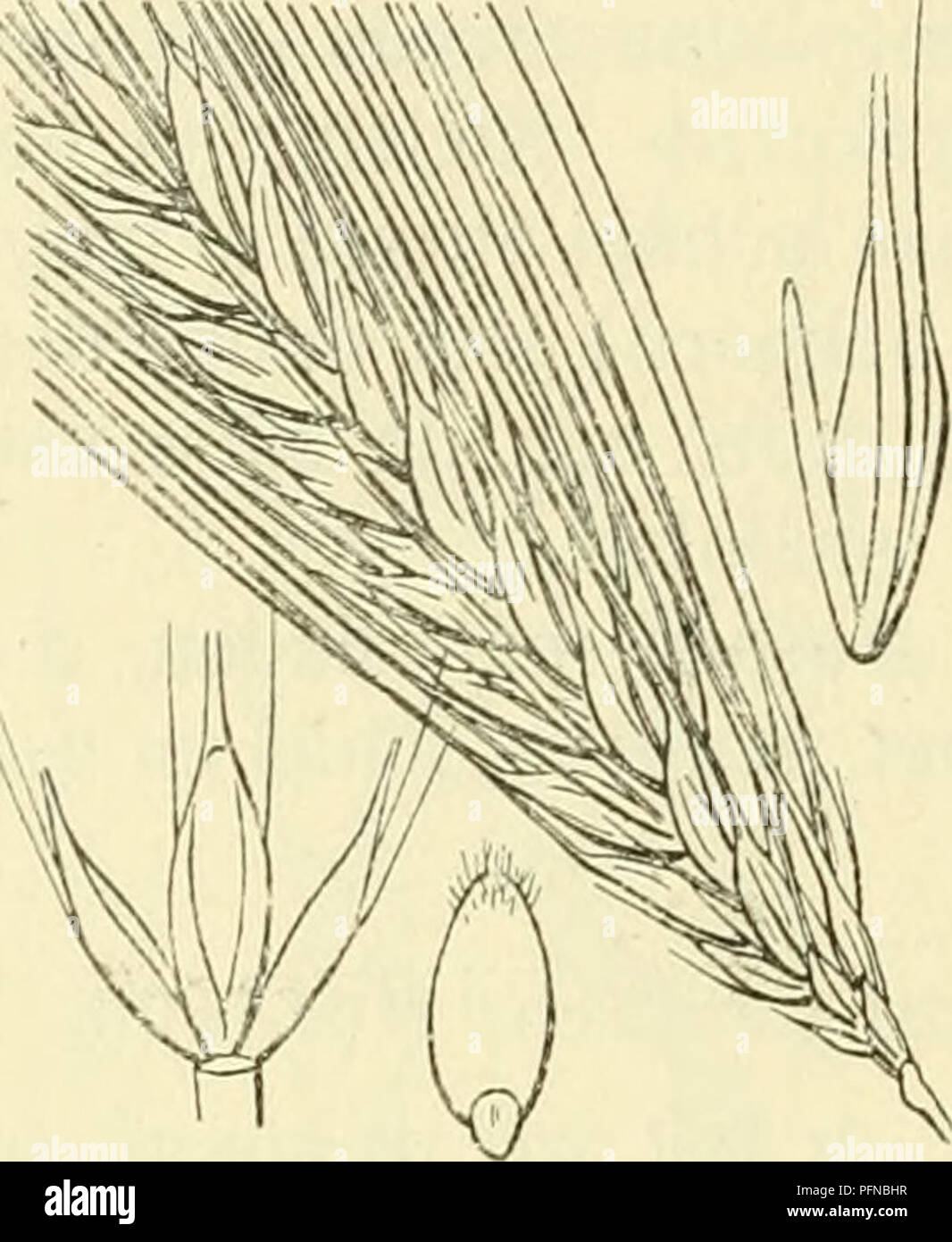This entry covers the plant species Hordeum vulgare (barley ...