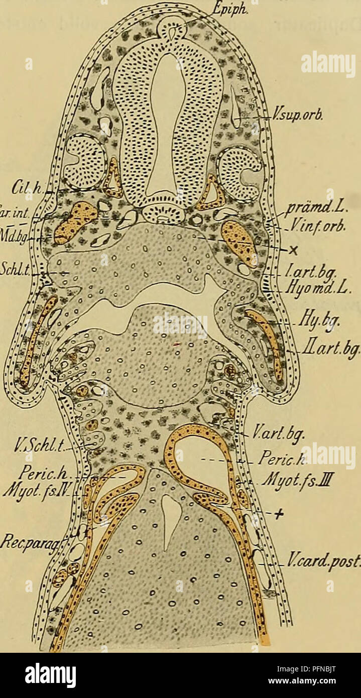 The image depicts a detailed study of the developmental history of the ...