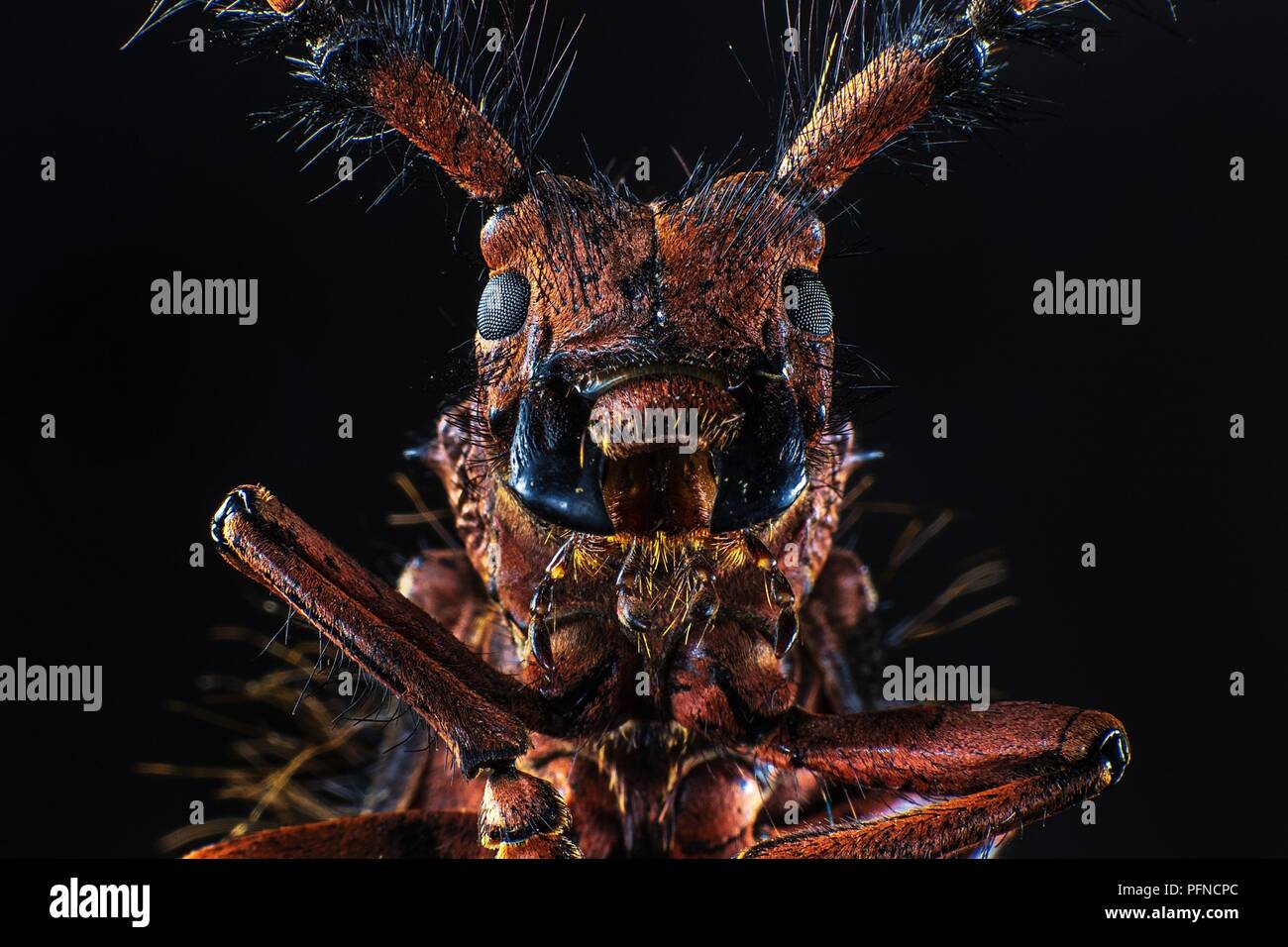 Asian long horned beetle hi-res stock photography and images - Alamy