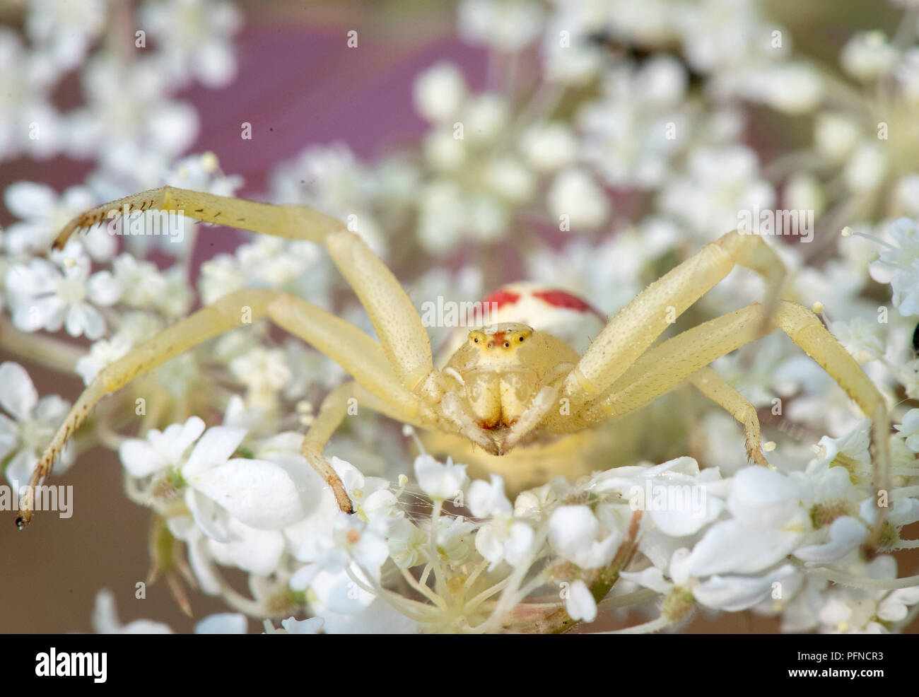 Elkton, OREGON, USA. 21st Aug, 2018. A large crab spider waits to ...
