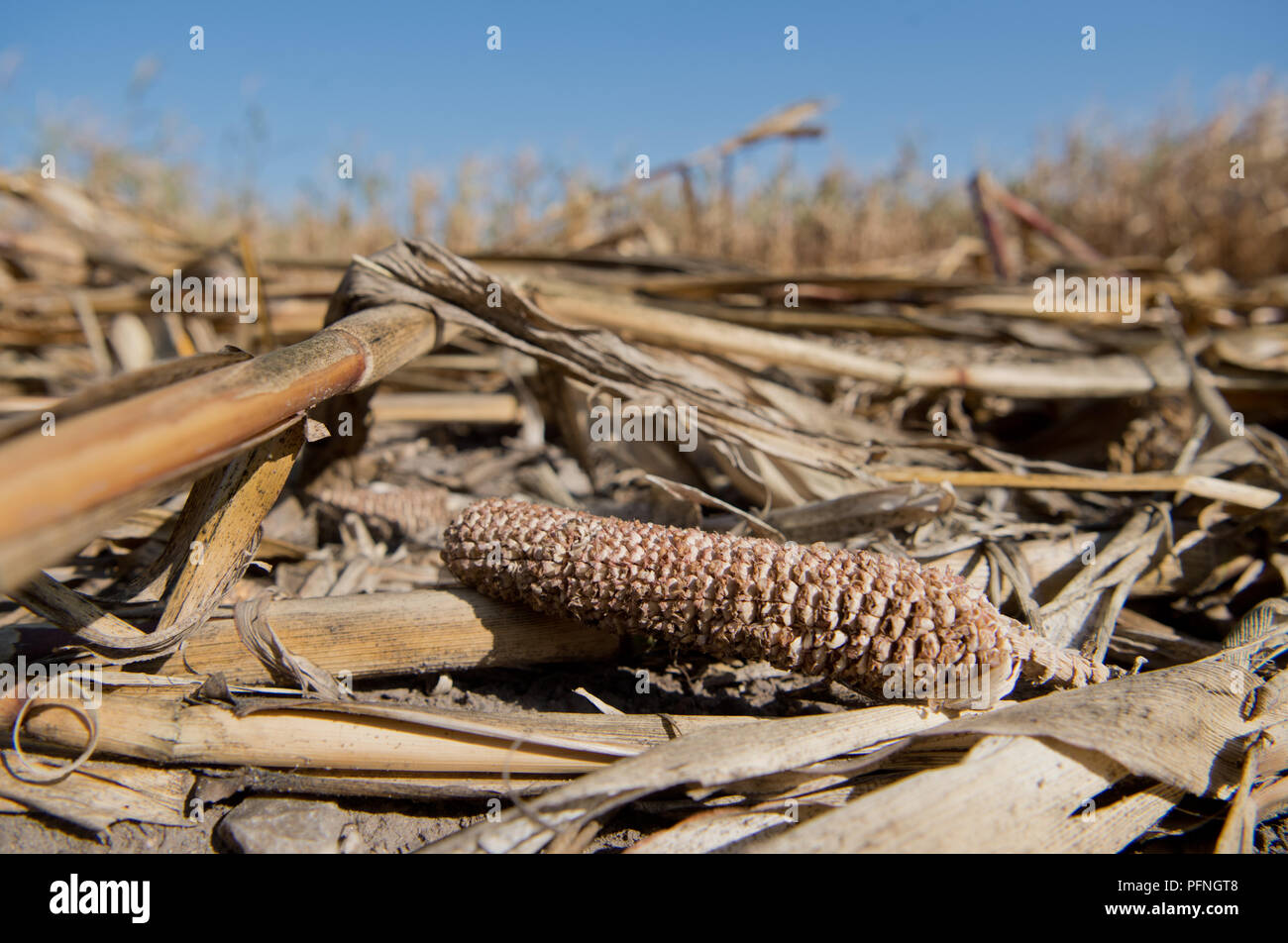 22 August 2018, Germany, Schwüblingsen: A stunted corn cob is lying on ...