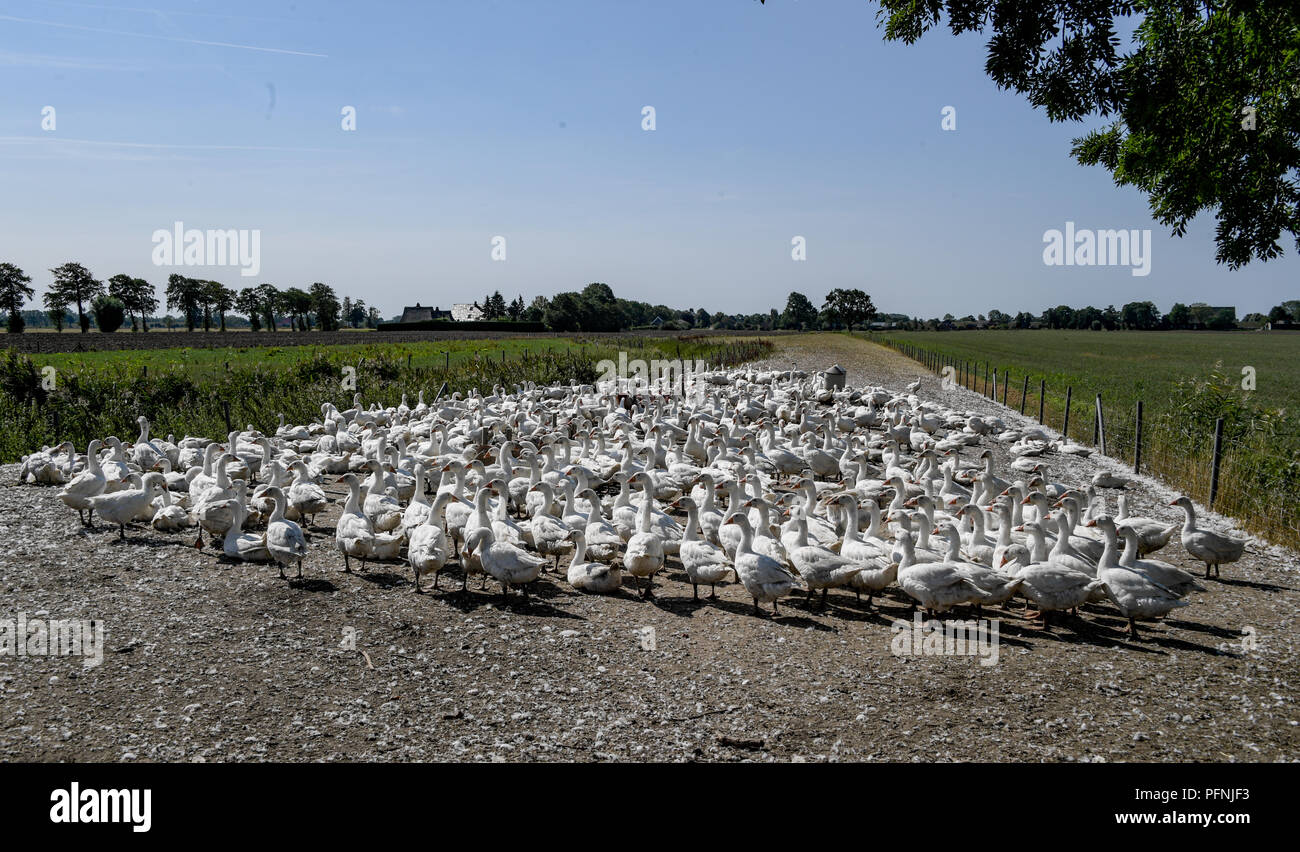 Elmshorn, Germany. 22nd Aug, 2018. Hundreds of geese have gathered at a ...