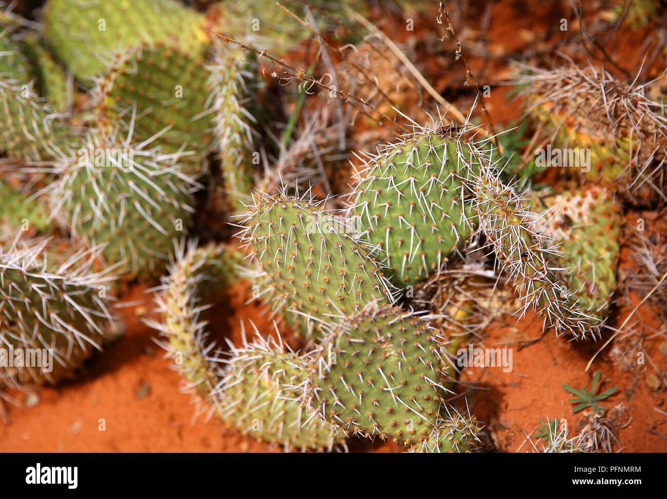 Springdale, Utah, USA. 24th Mar, 2018. A scene from Zion National Park ...