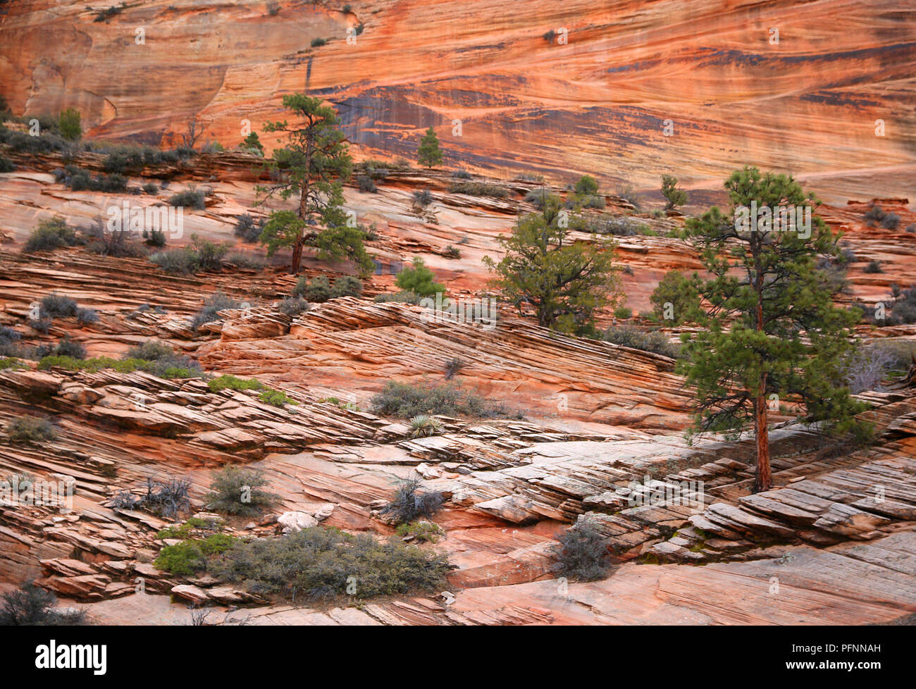Springdale, Utah, USA. 26th Mar, 2018. A scene from Zion National Park ...