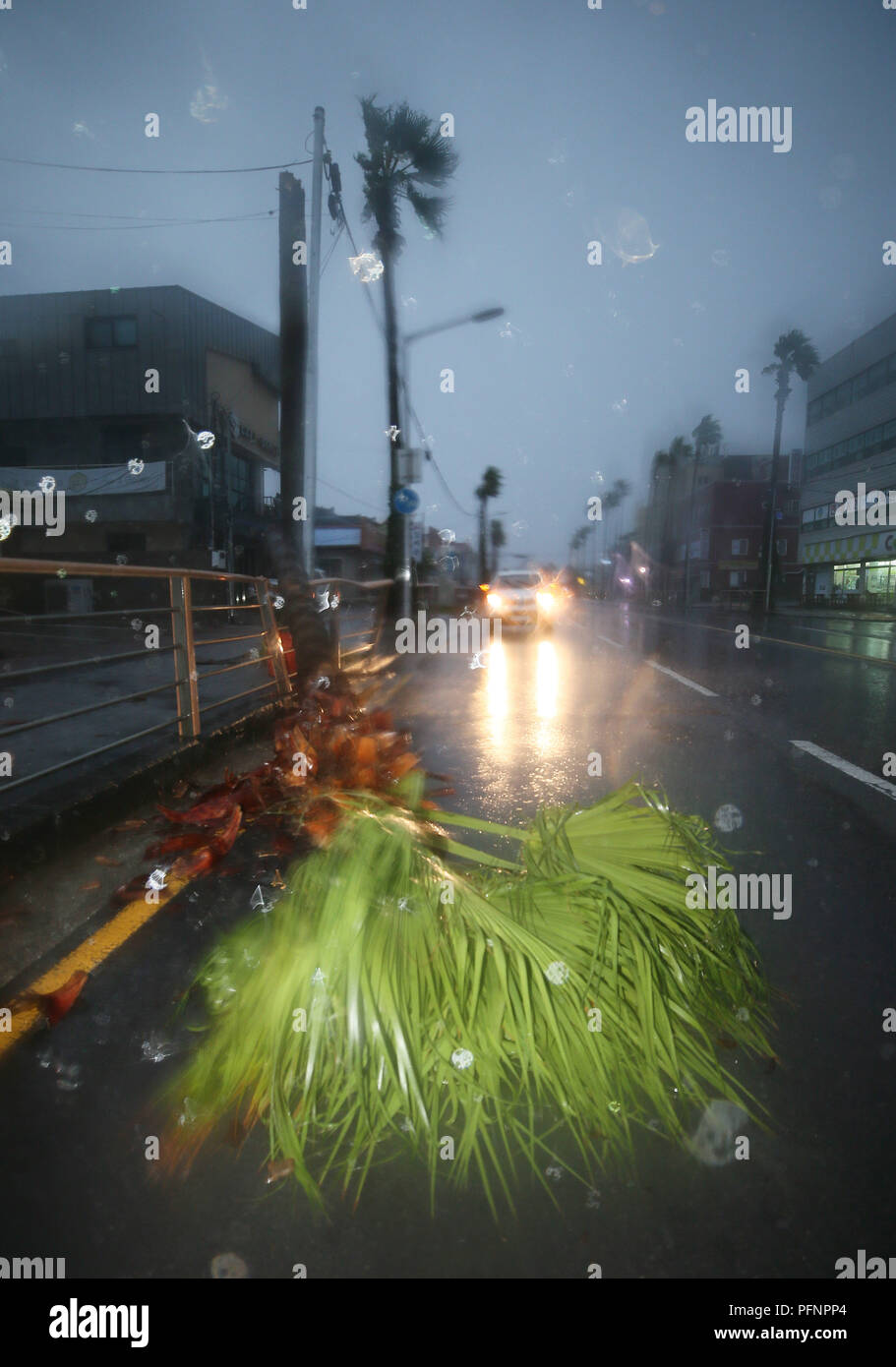 Korea. 23rd Aug, 2018. Typhoon hits Jeju A fallen palm tree lies on a ...