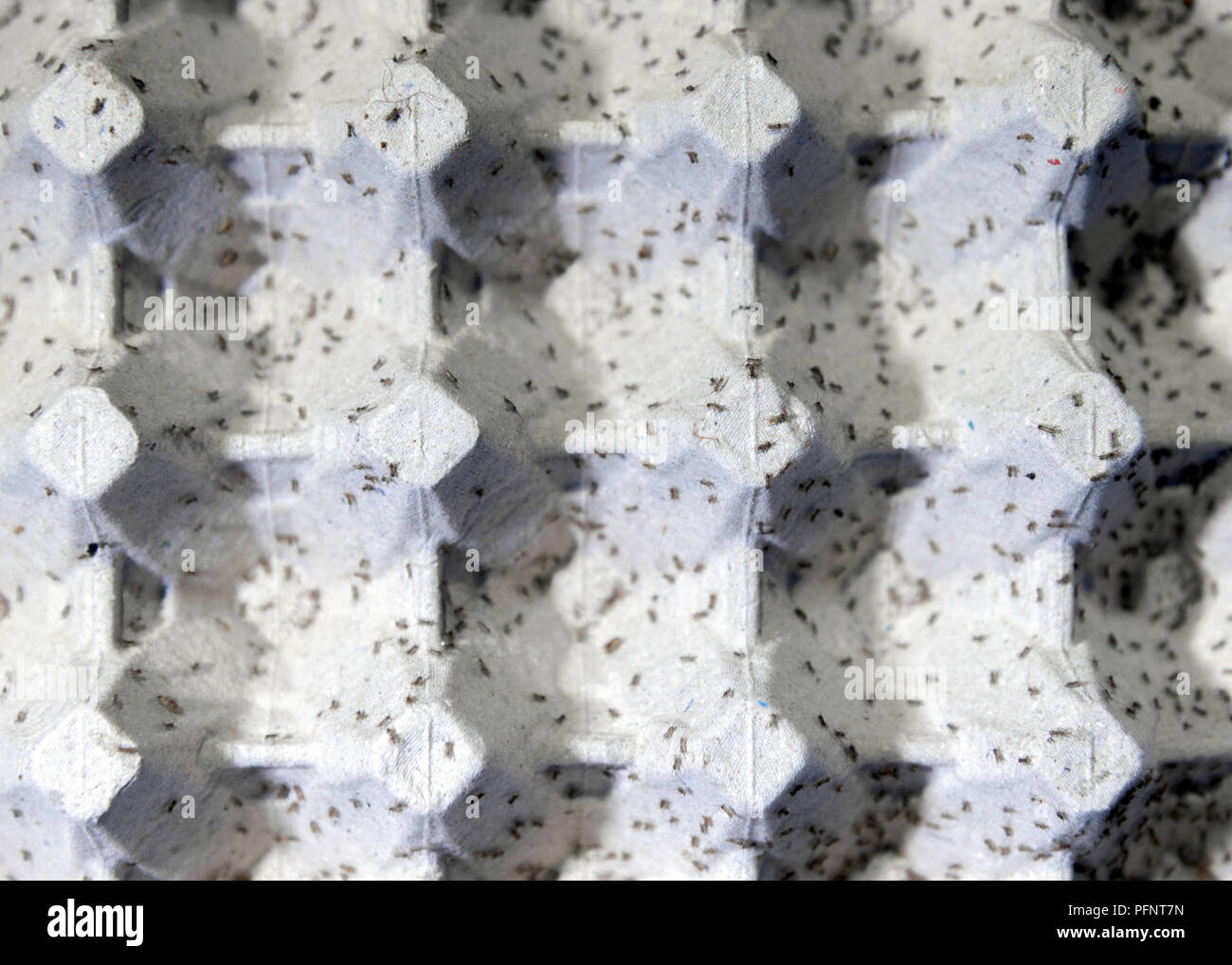 House cricket insect nymph hi-res stock photography and images - Alamy