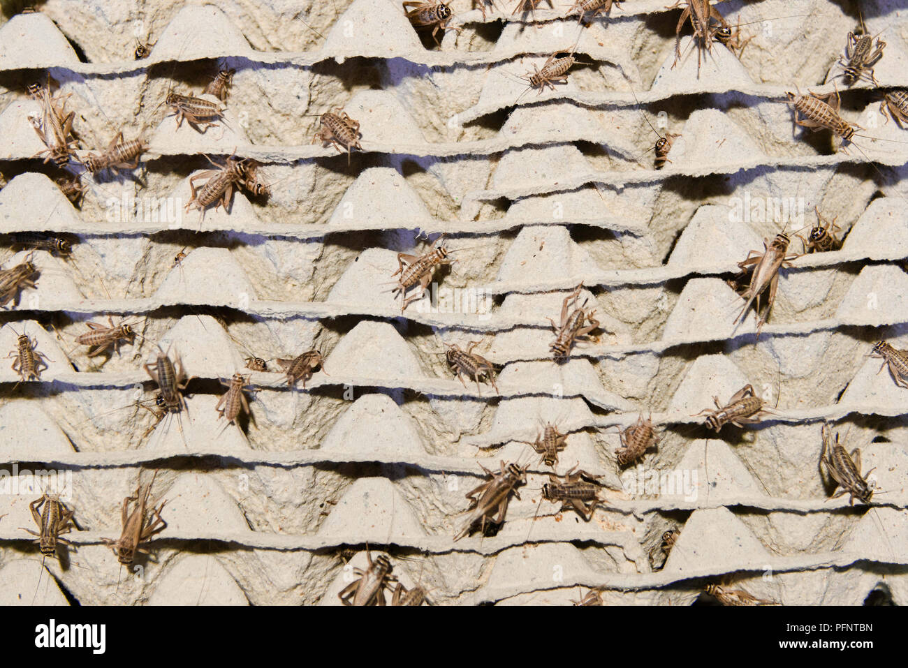 Chiang Mai, Thailand. 12th July, 2018. Adult domestic crickets crawl on ...