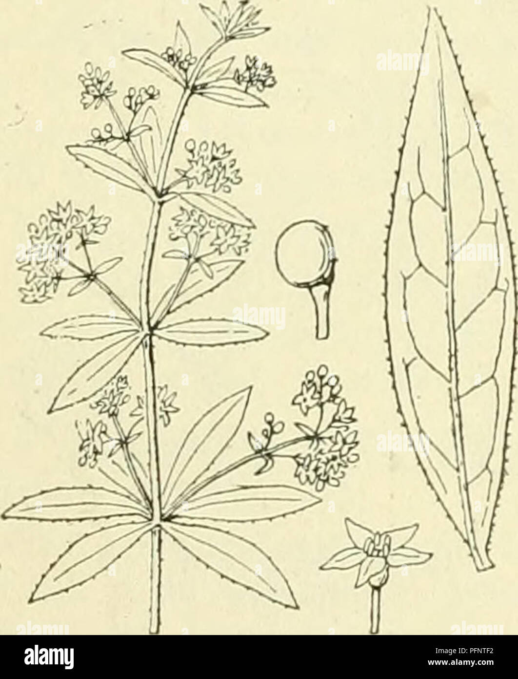 De flora van Nederland covers the plant species native to the ...
