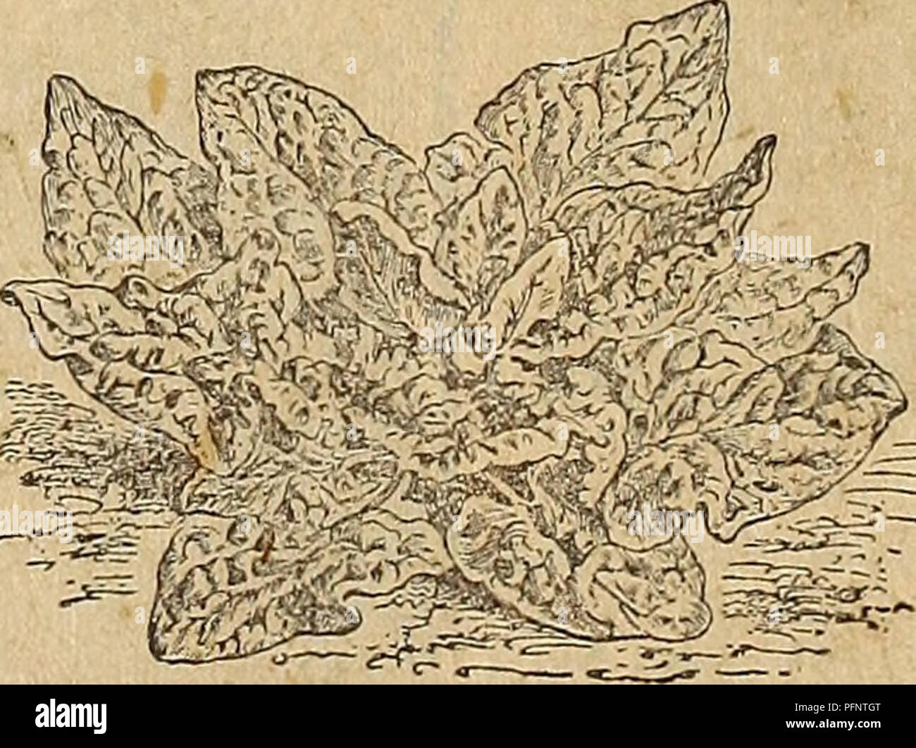 This catalog provides a comprehensive list of seeds available for farm ...