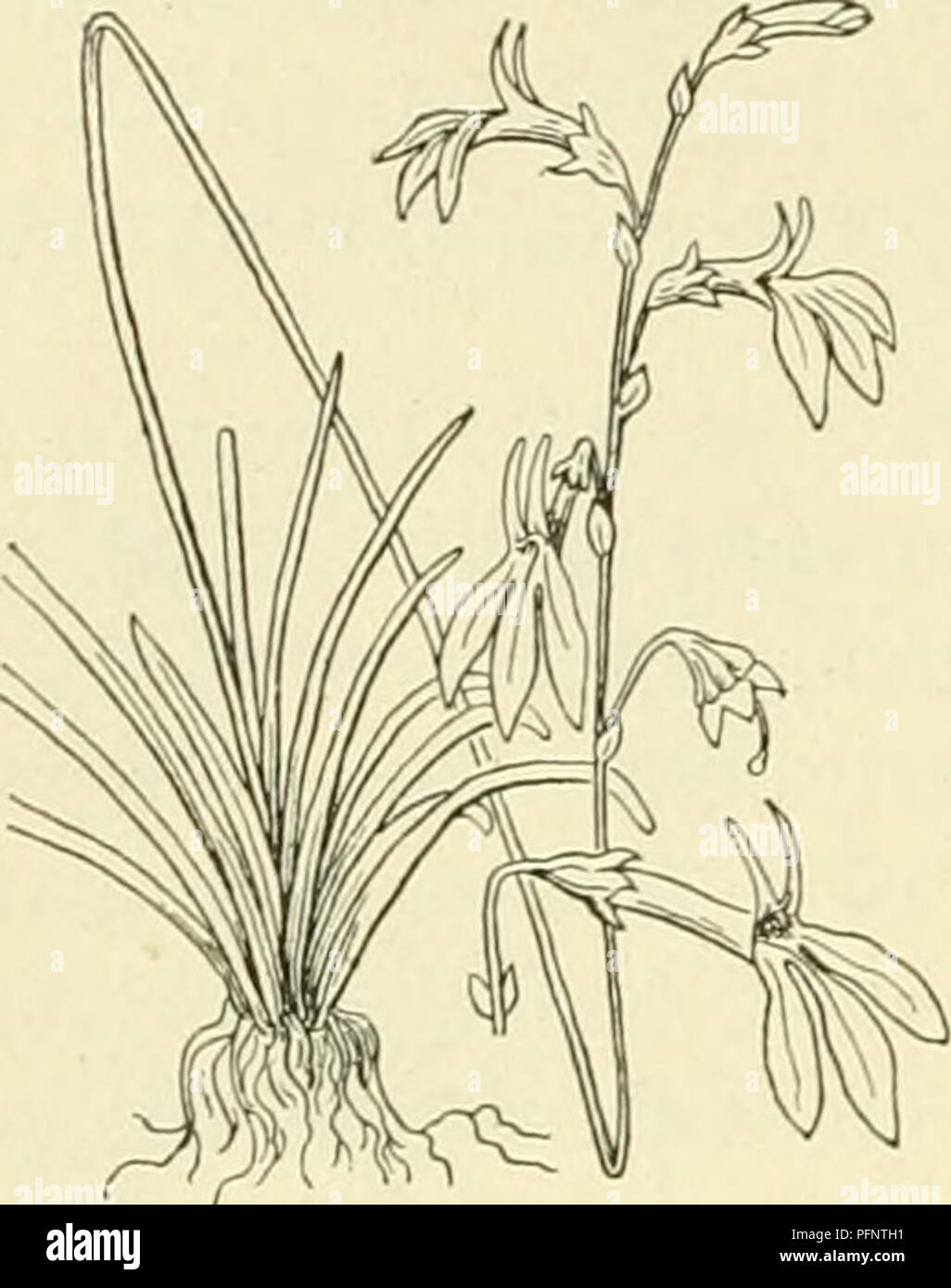 Lobeliaceae hi-res stock photography and images - Alamy