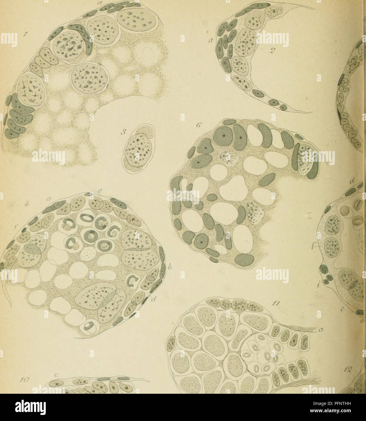 This work focuses on spermatogenesis in decapod crustaceans, detailing ...