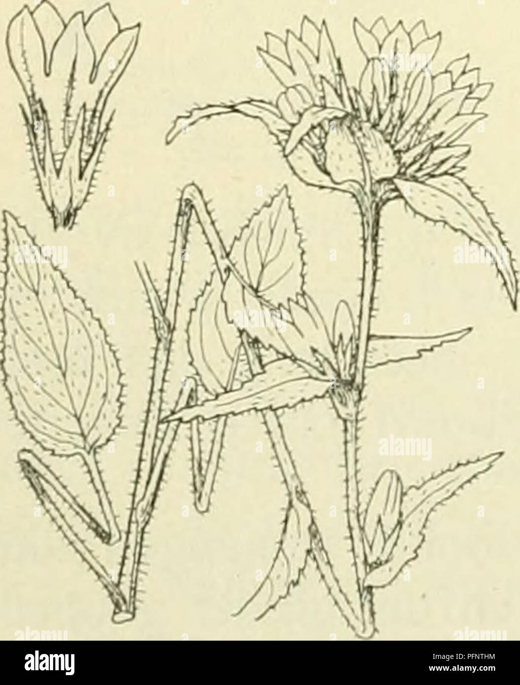 . De flora van Nederland. Plants. Campanula persicifolia Fig. 359. a ...