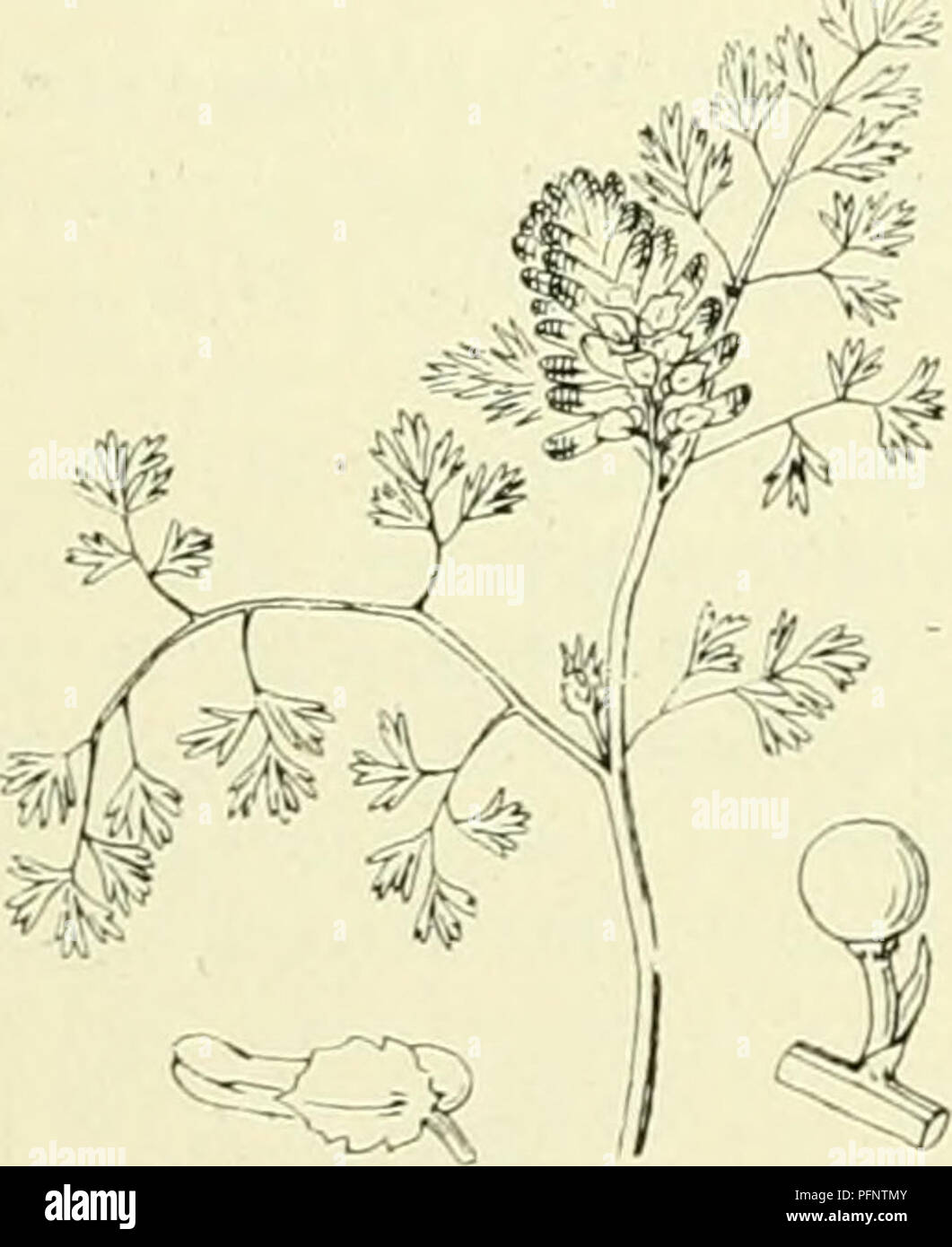 An illustration of the Fumariaceae family from the flora of the ...