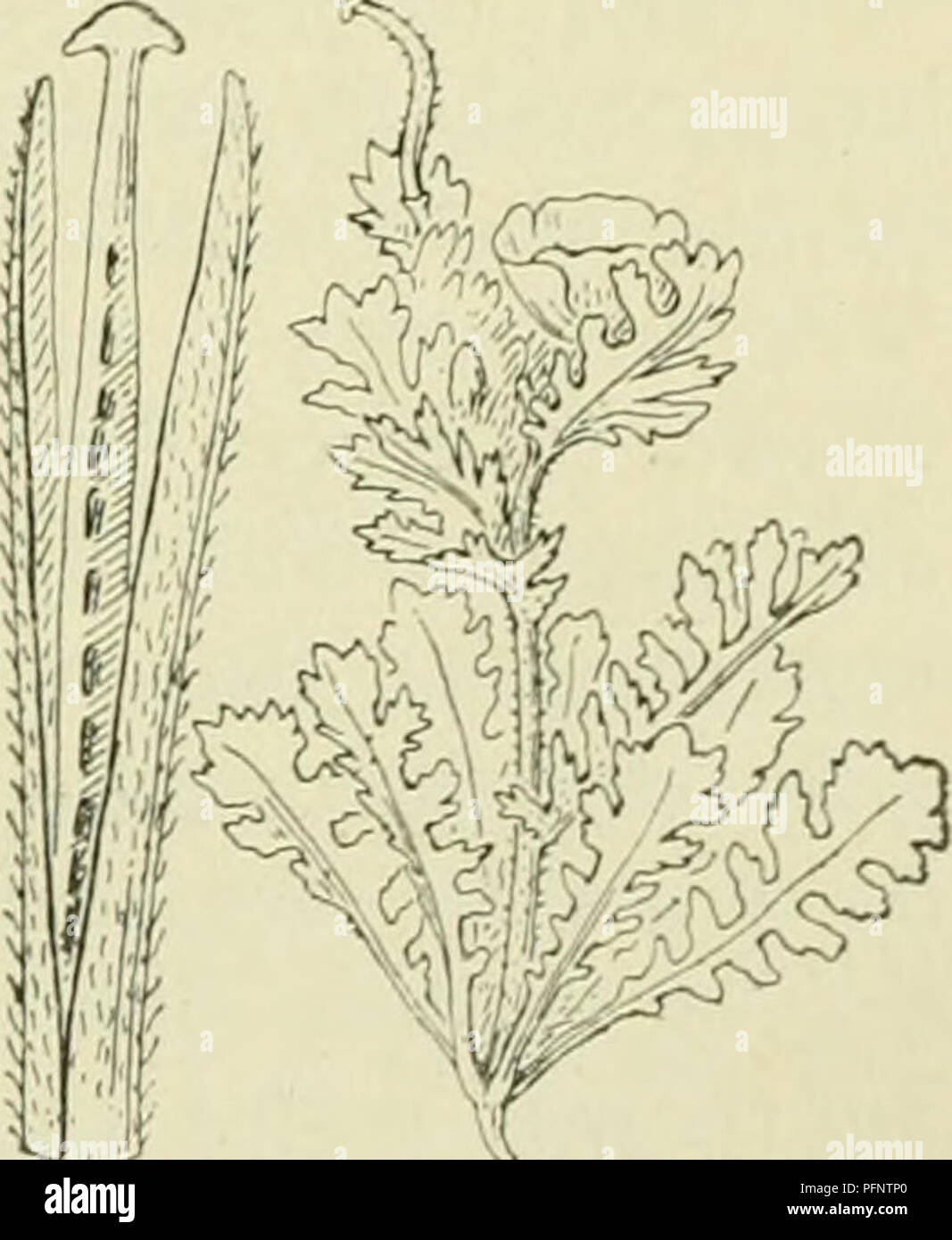 Flora de papa hi-res stock photography and images - Alamy