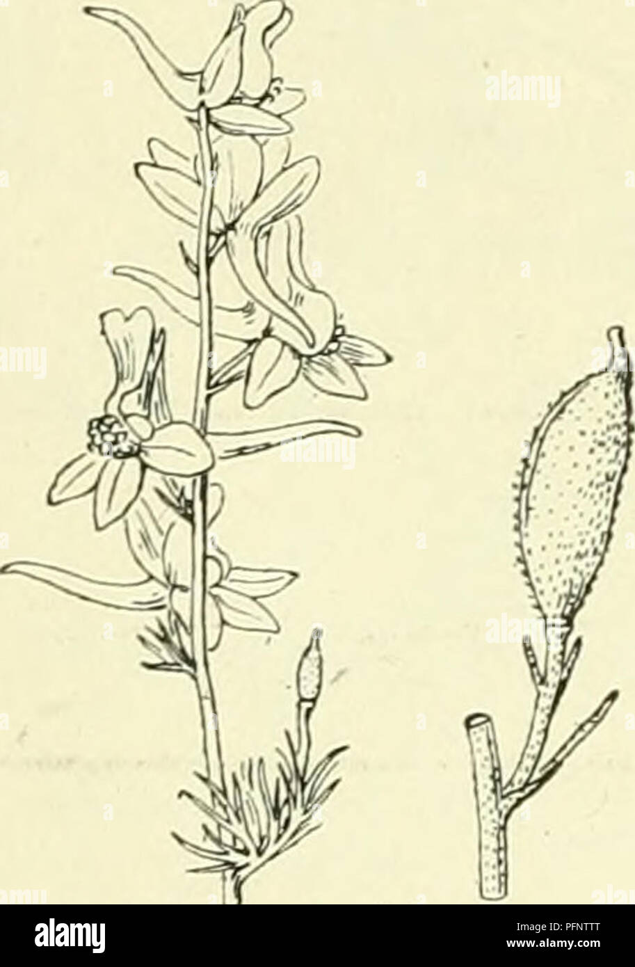 A botanical description of the flora of the Netherlands, focusing on ...