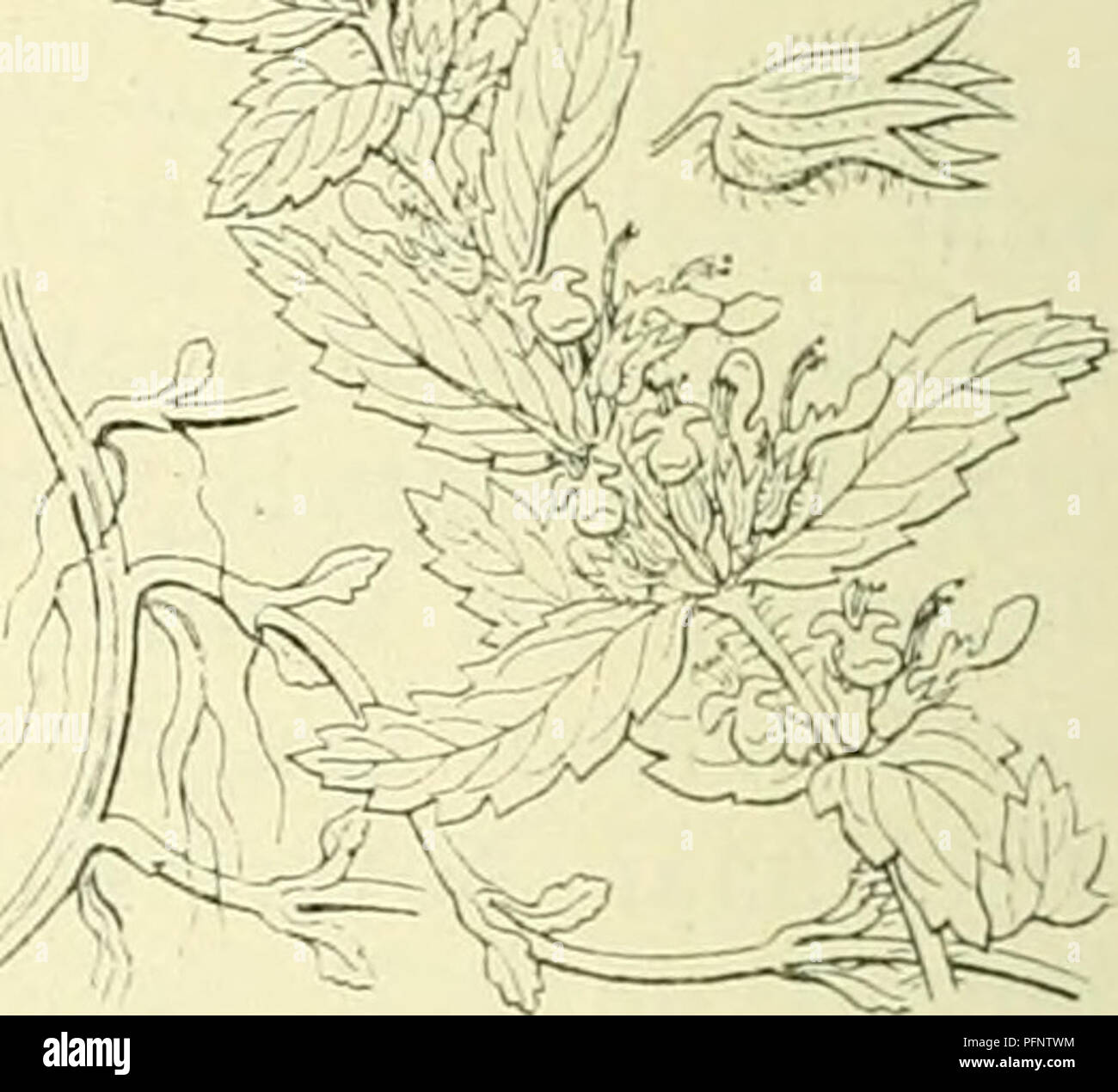This work provides a detailed description of the flora of the ...