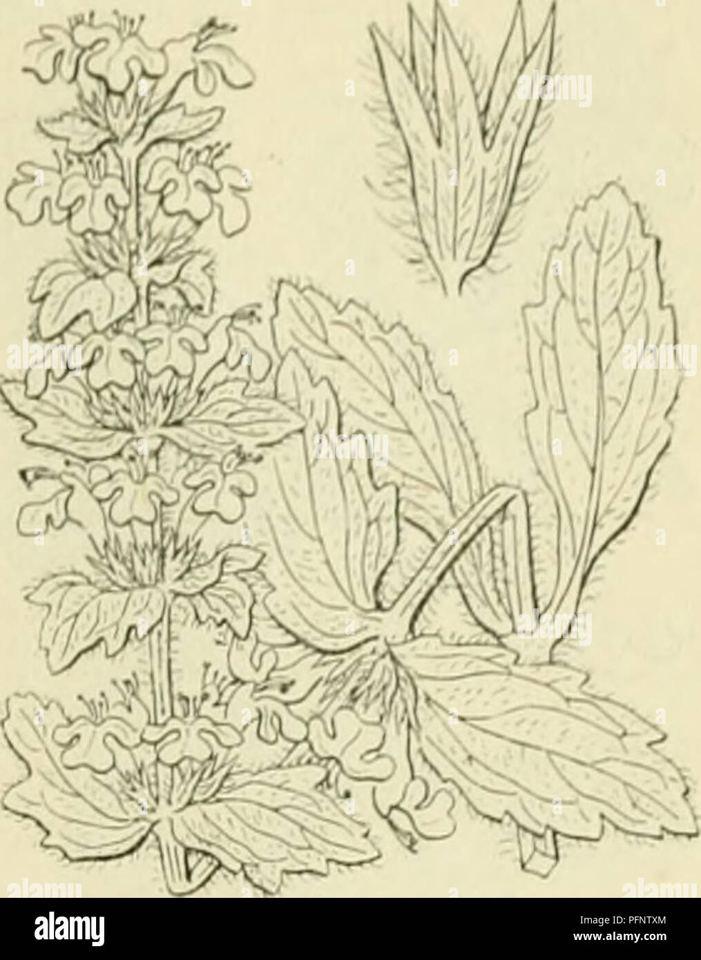 This work documents the flora of the Netherlands, with a particular ...