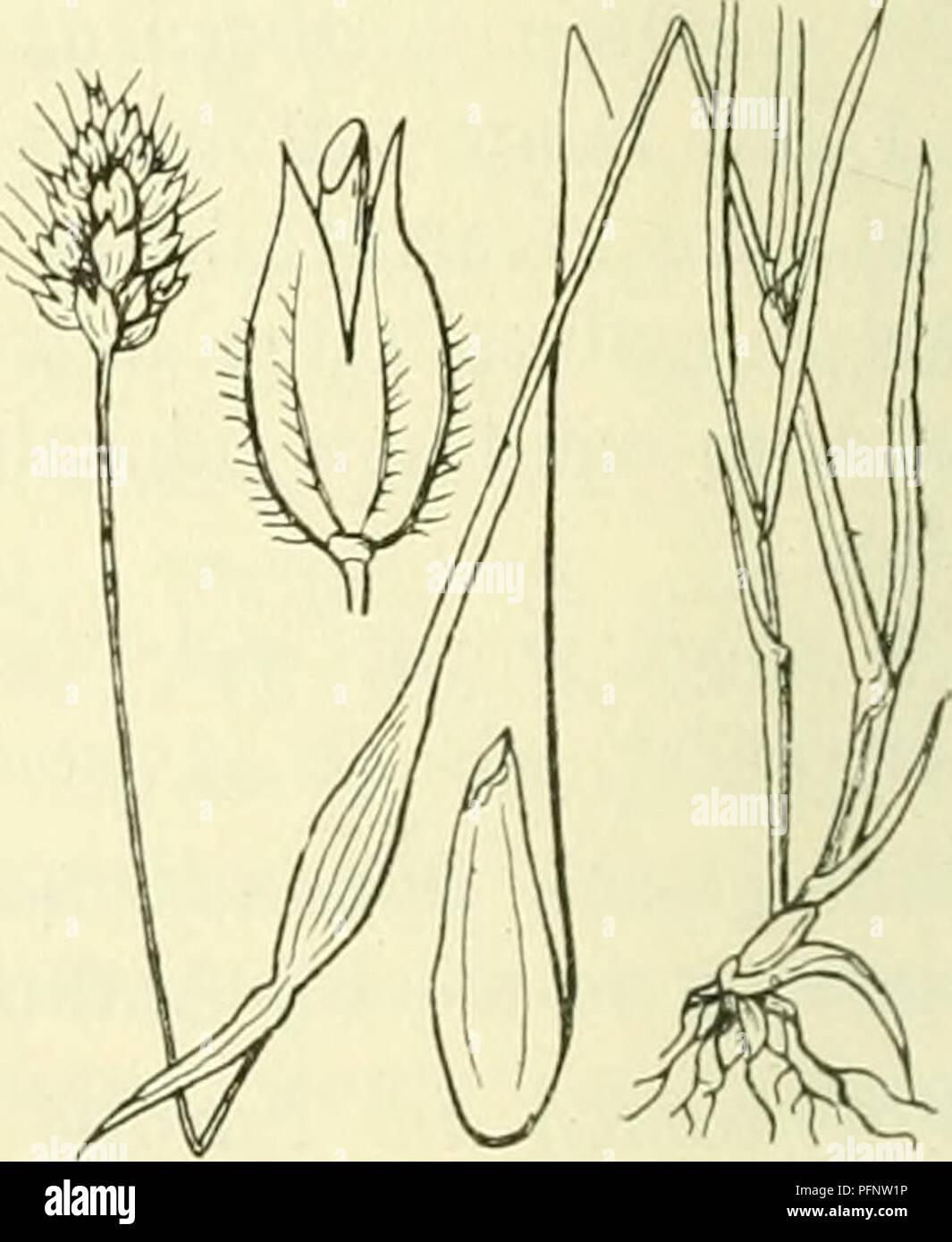 . De flora van Nederland. Plants. Alopecurus bulbosus Fig. 388. De ...