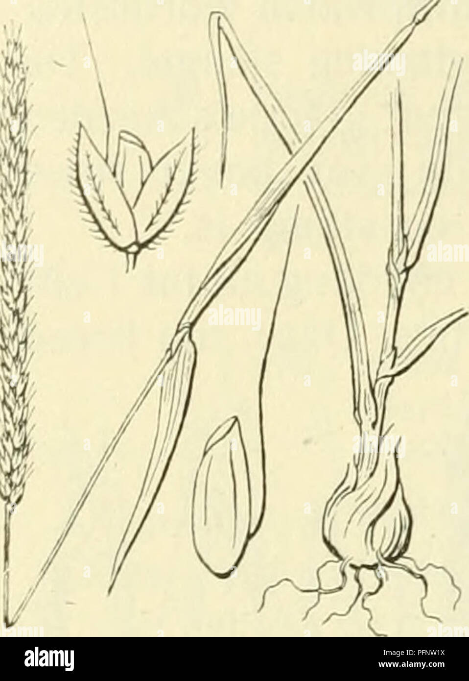 This detailed account of Dutch flora focuses on various plant species ...