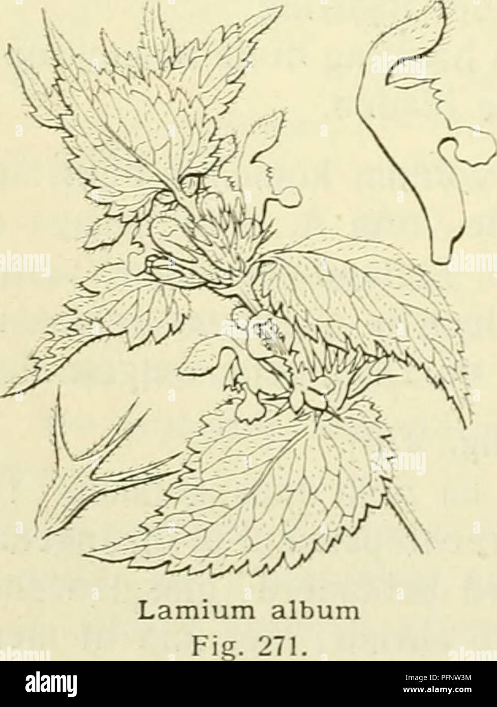 This image from *De flora van Nederland* illustrates *Lamium maculatum ...