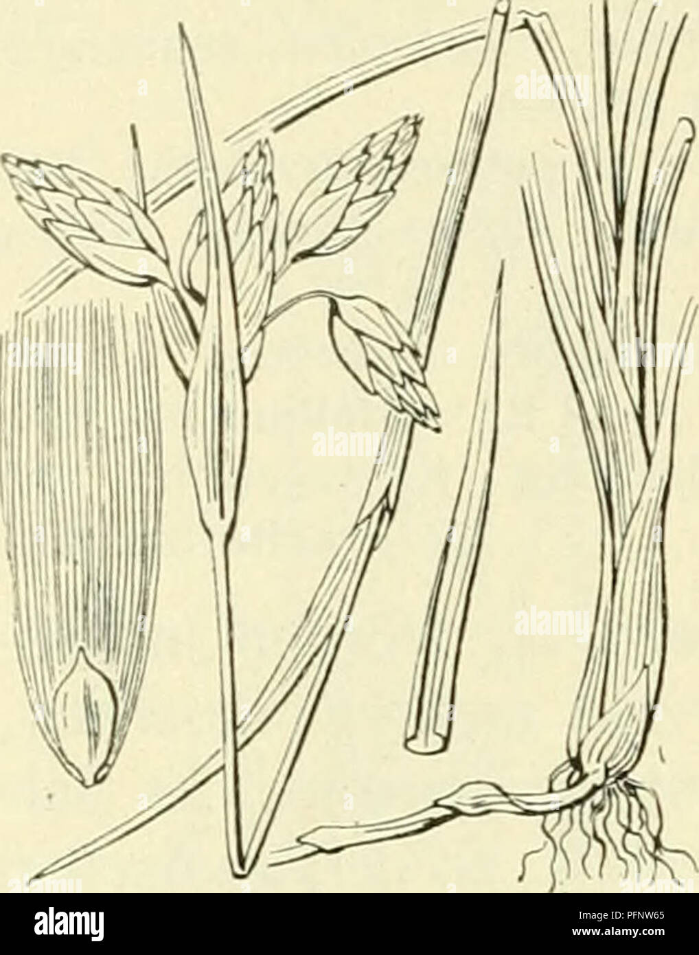 An illustration of Cyperaceae (sedge family) from 'De Flora van ...