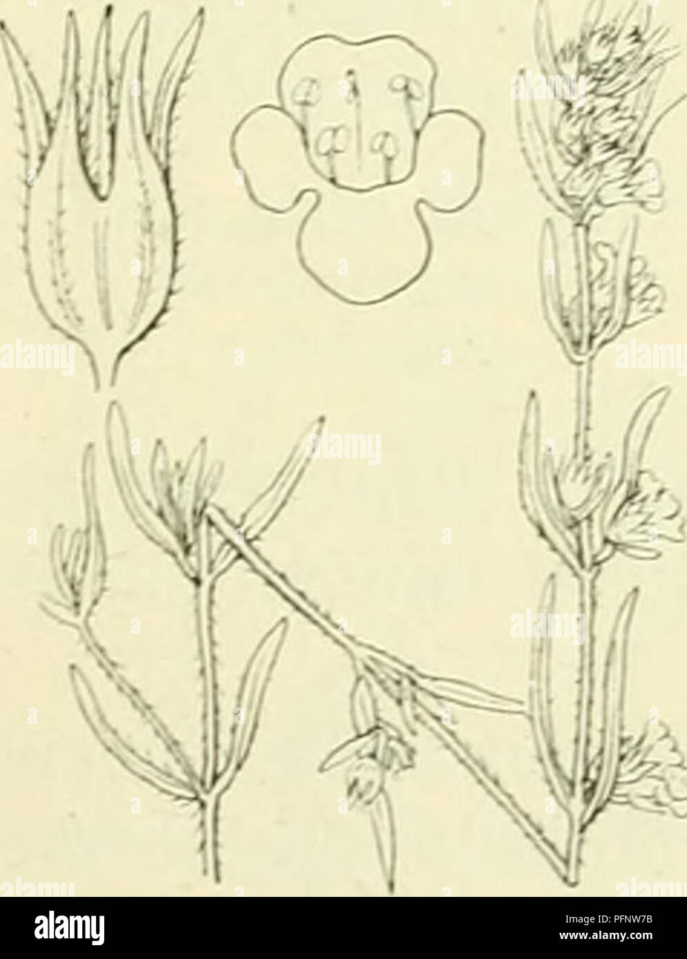This botanical illustration showcases plants from the Labiatae family ...