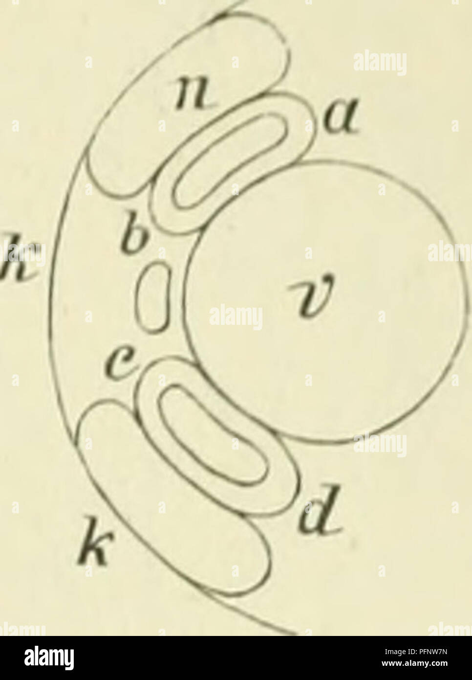 This image represents a detailed botanical study of a specific plant ...
