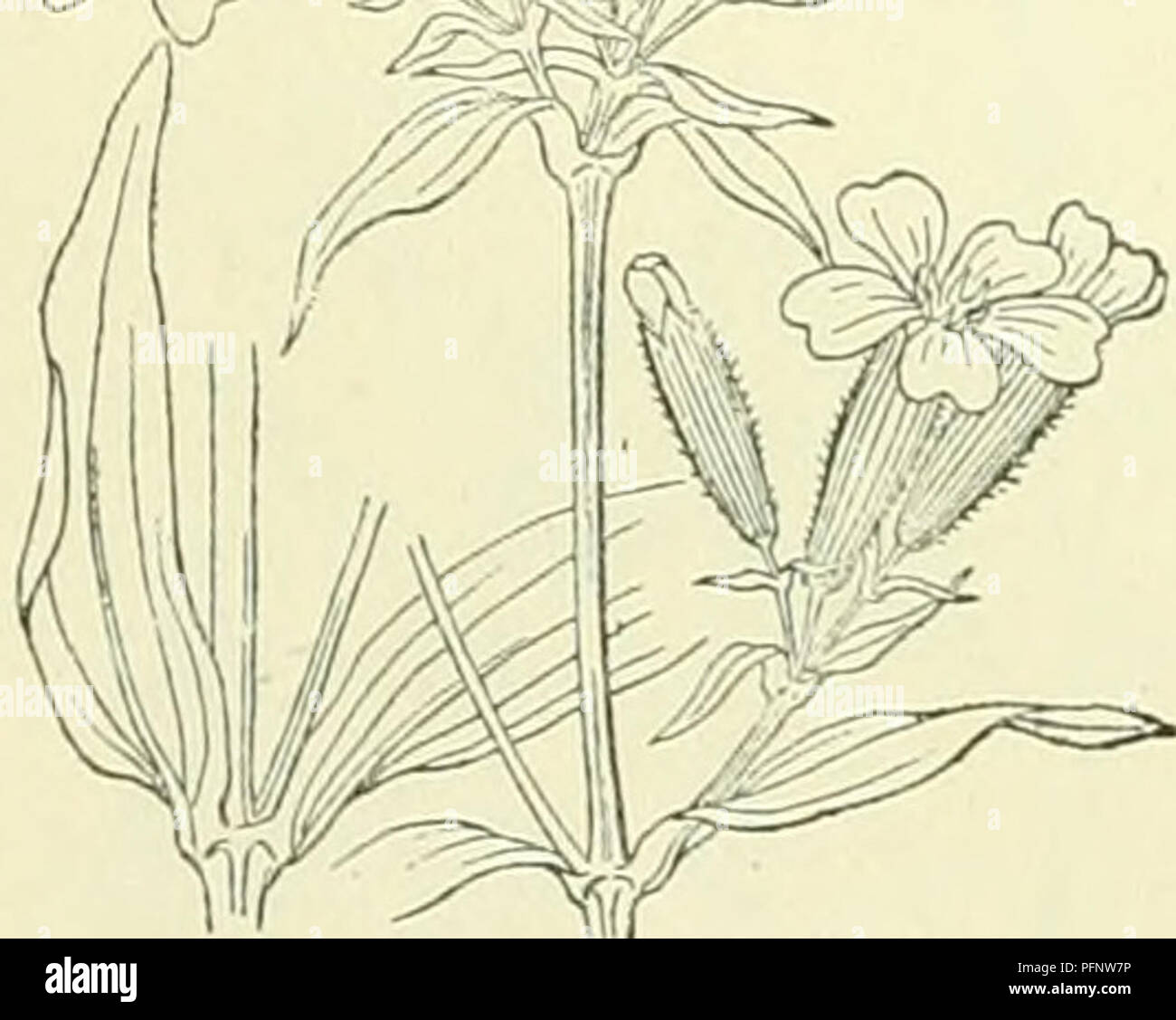 This work focuses on the flora of the Netherlands, detailing the ...