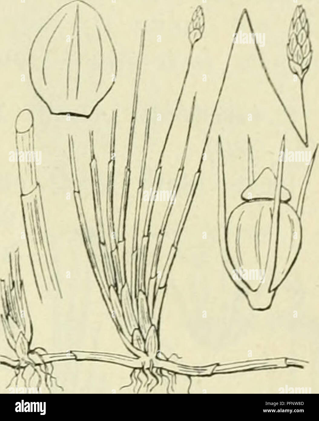 This botanical description details the Cyperaceae family of plants in ...