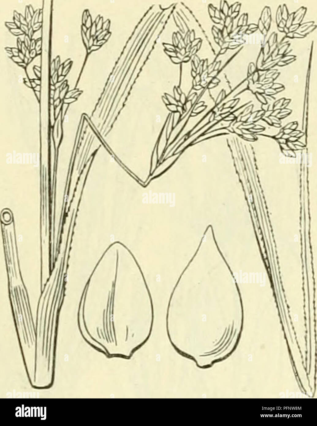 Cladium mariscus hi-res stock photography and images - Alamy