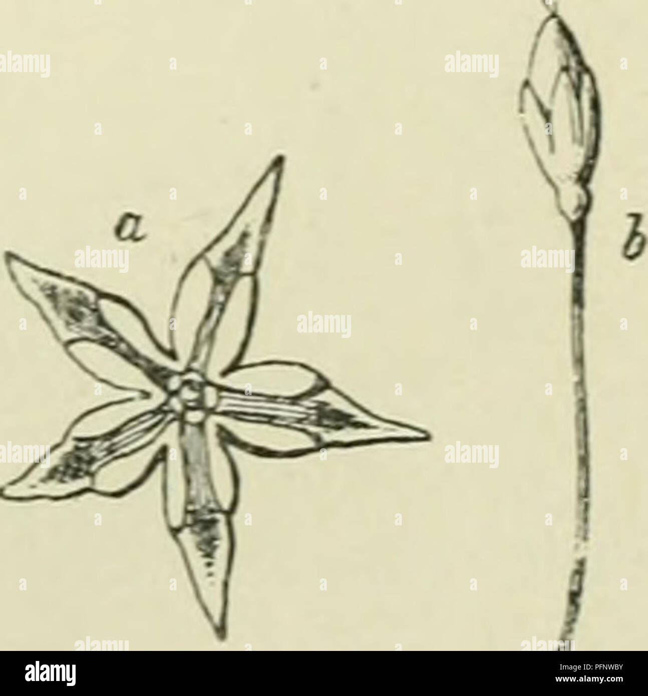 A botanical reference on the flora of the Netherlands, describing plant ...