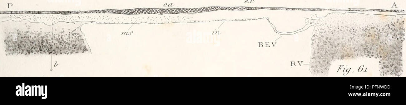 This illustration from a study on bird embryology depicts the early ...