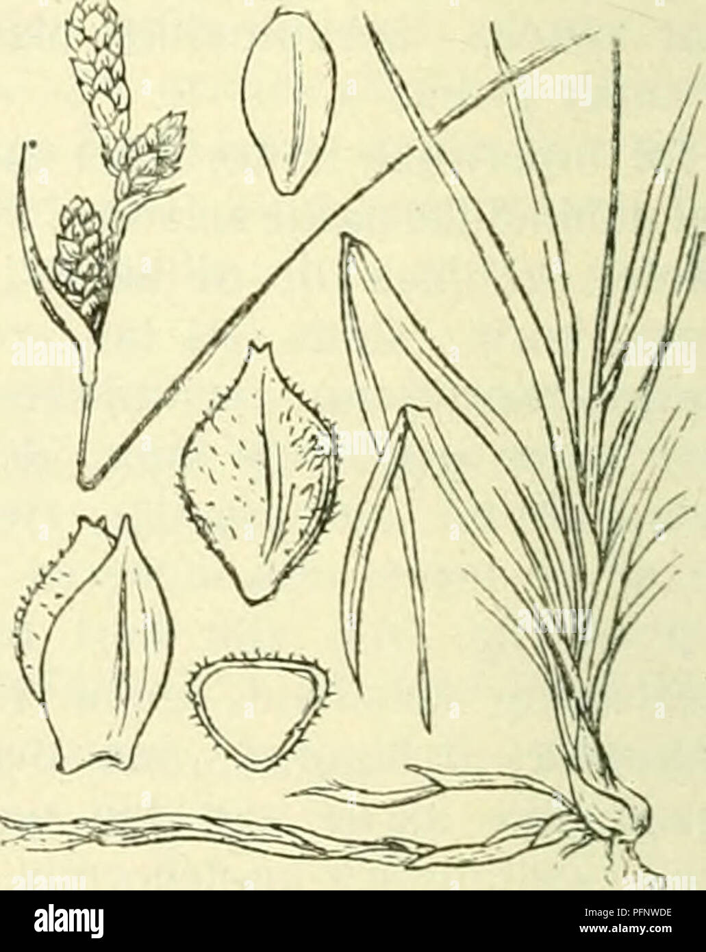 This entry in the flora of the Netherlands describes *Carex ericetorum ...