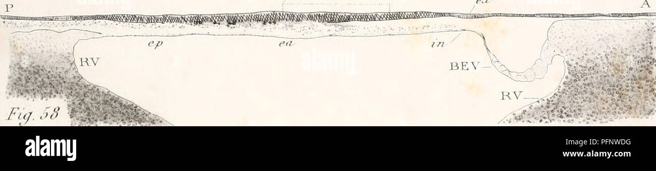 This embryological study focuses on the formation of the blastoderm in ...