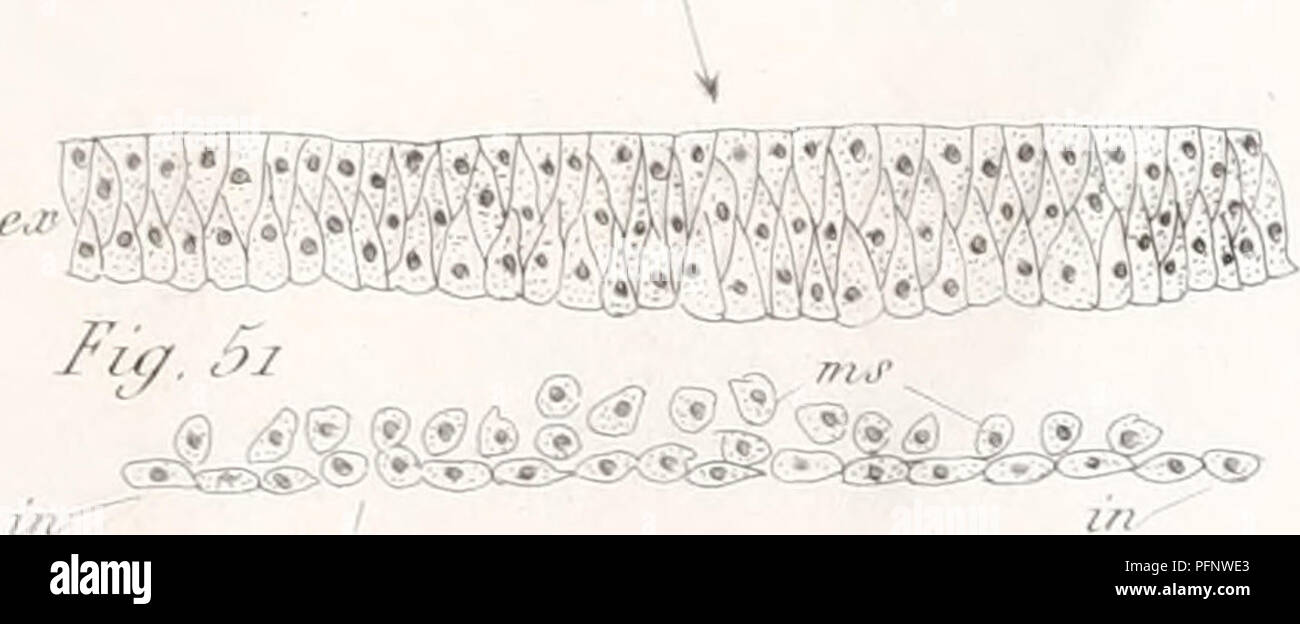 This work describes the formation of the blastoderm in bird embryos ...