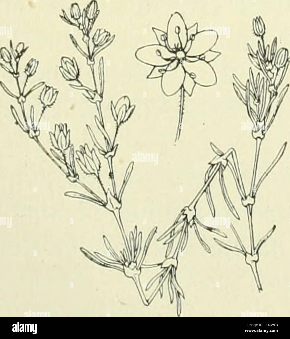 Penwortel hi-res stock photography and images - Alamy