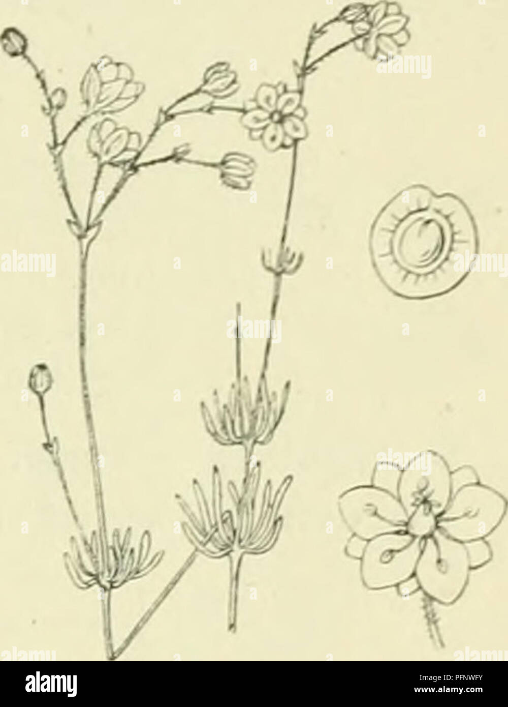 This botanical work provides descriptions of plant species native to ...