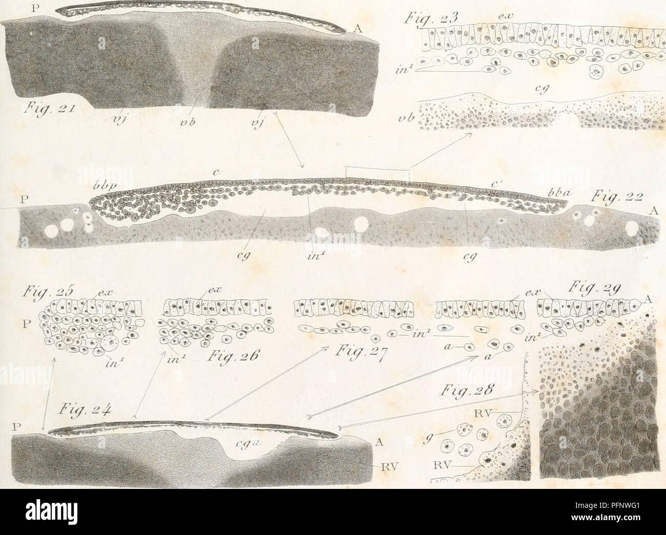 This study focuses on the formation of the blastoderm in bird embryos ...