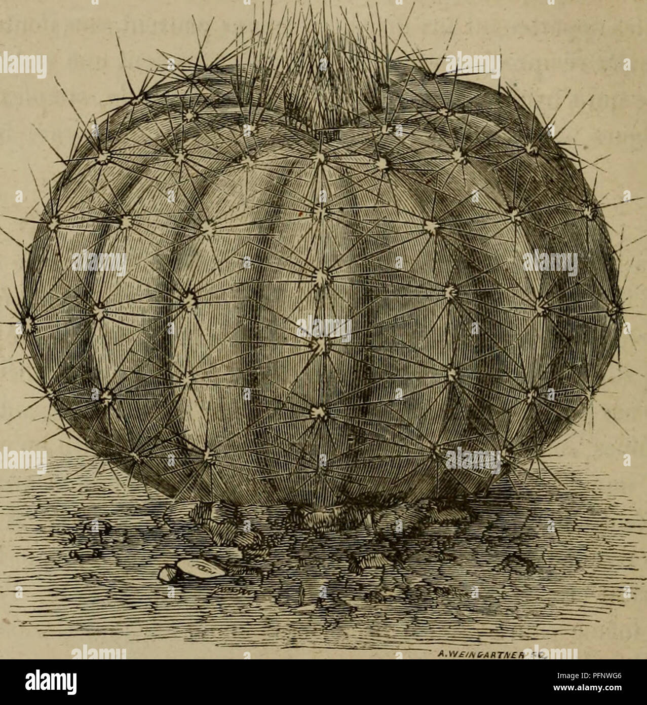 This work discusses both natural and artificial fertilization of plants ...