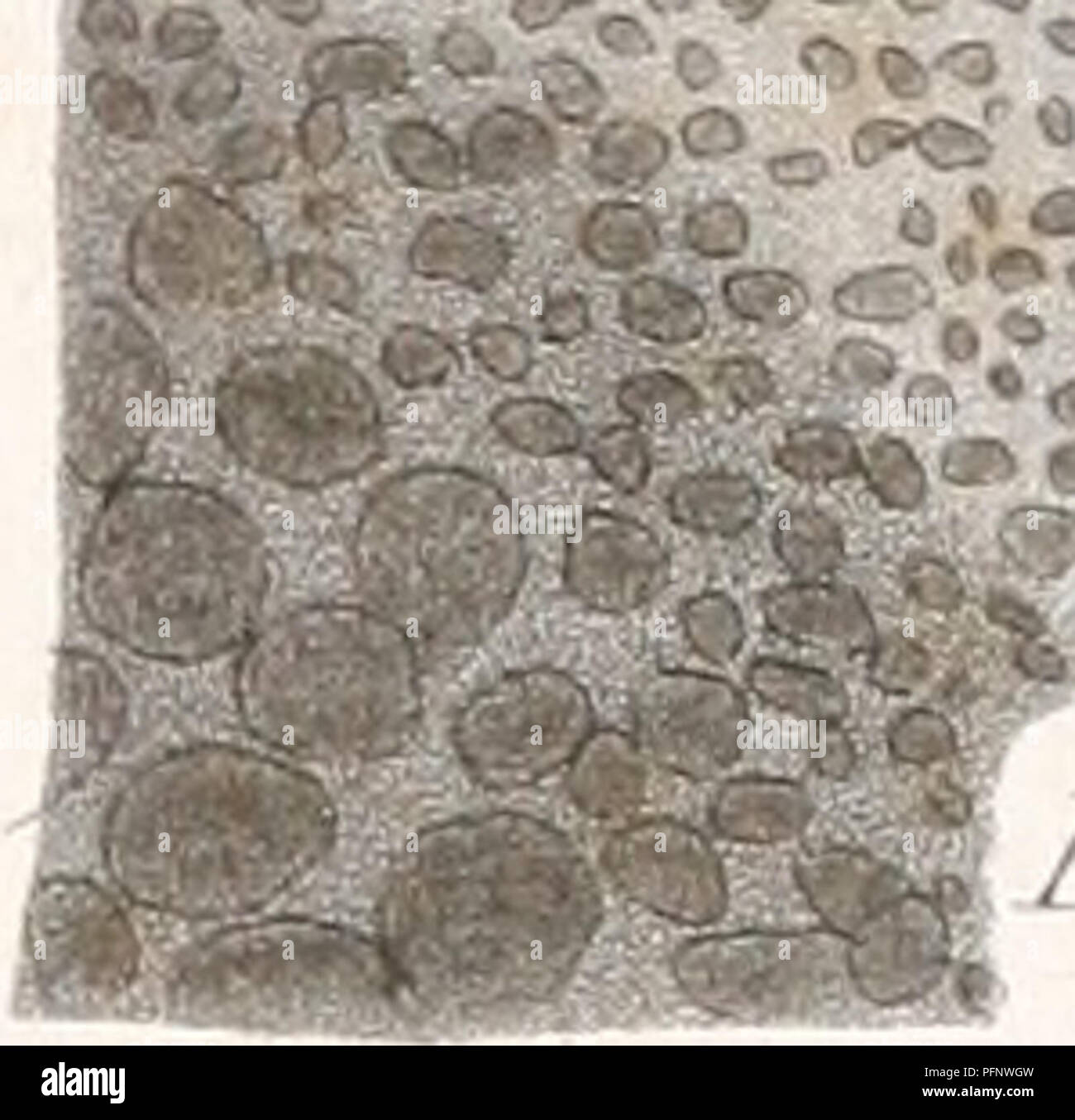 This work discusses the formation of the blastoderm in bird eggs, a ...