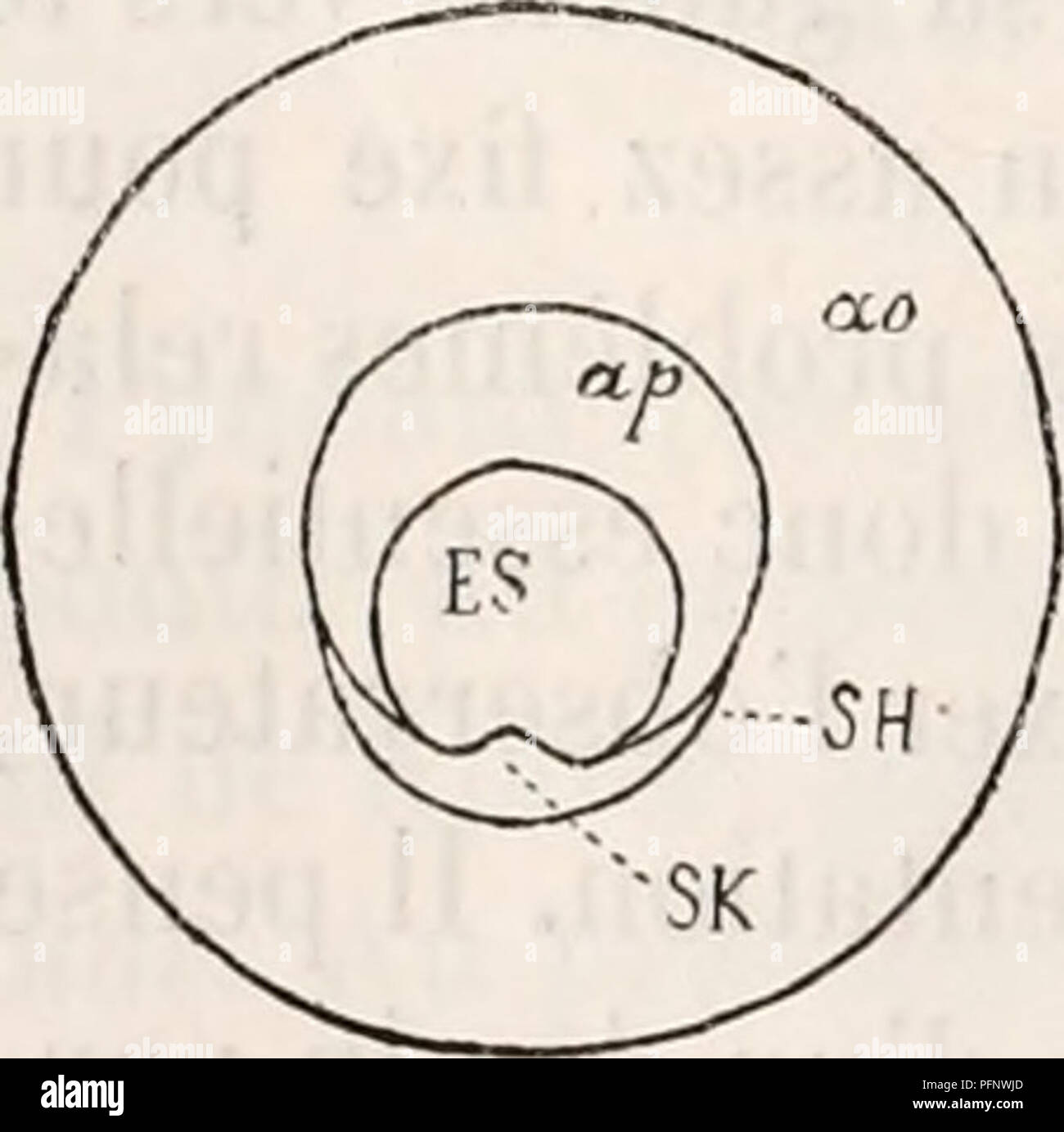 This work describes the early stages of embryonic development in birds ...