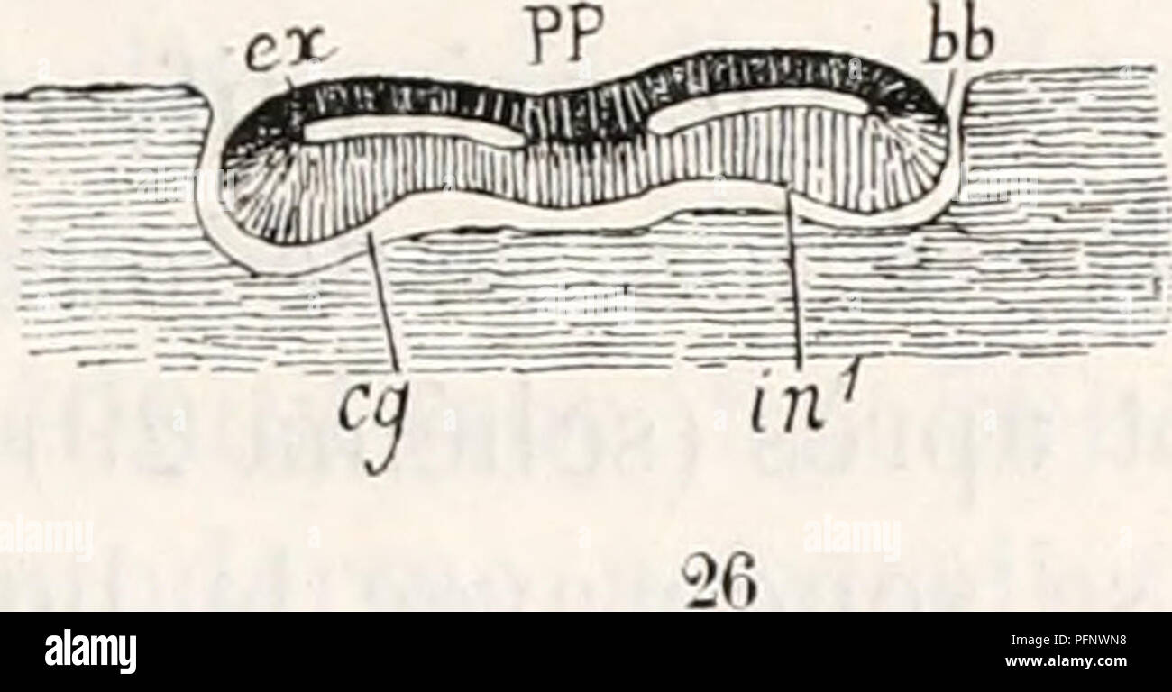 This illustration from an embryology study demonstrates the formation ...
