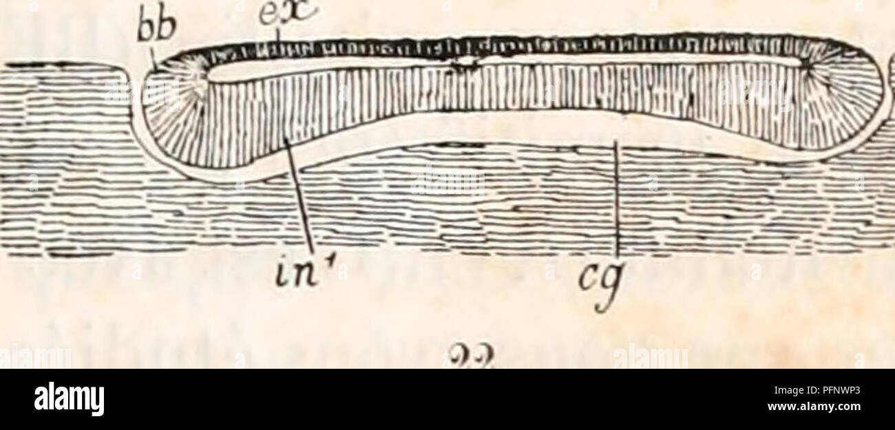 This work explores the formation of the blastoderm in bird embryos ...