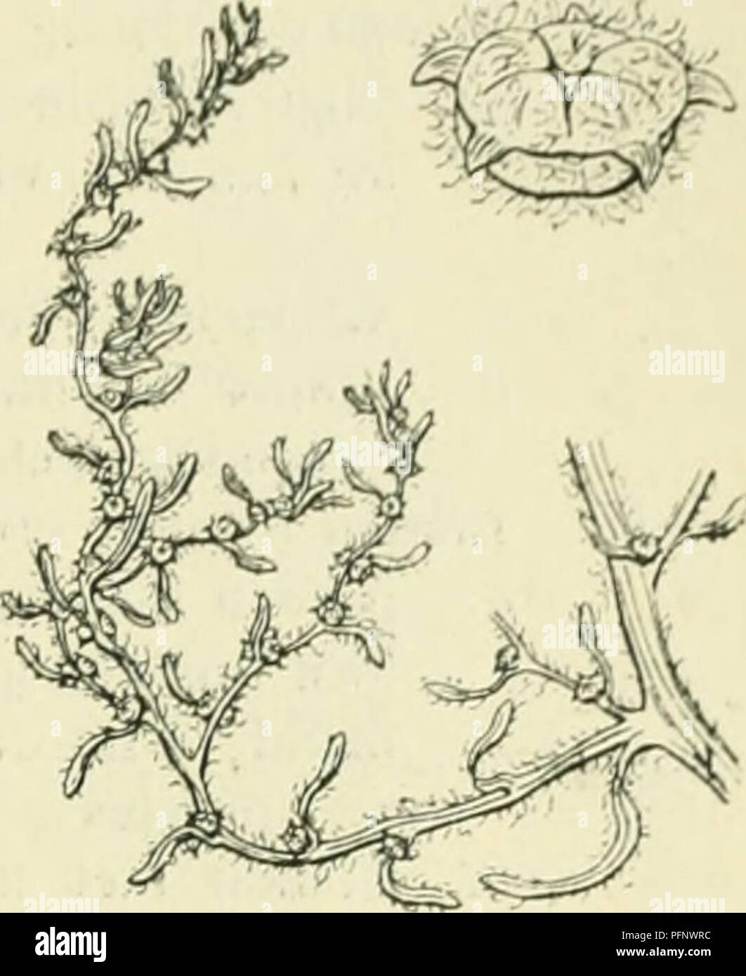 This botanical work provides a detailed description of the ...