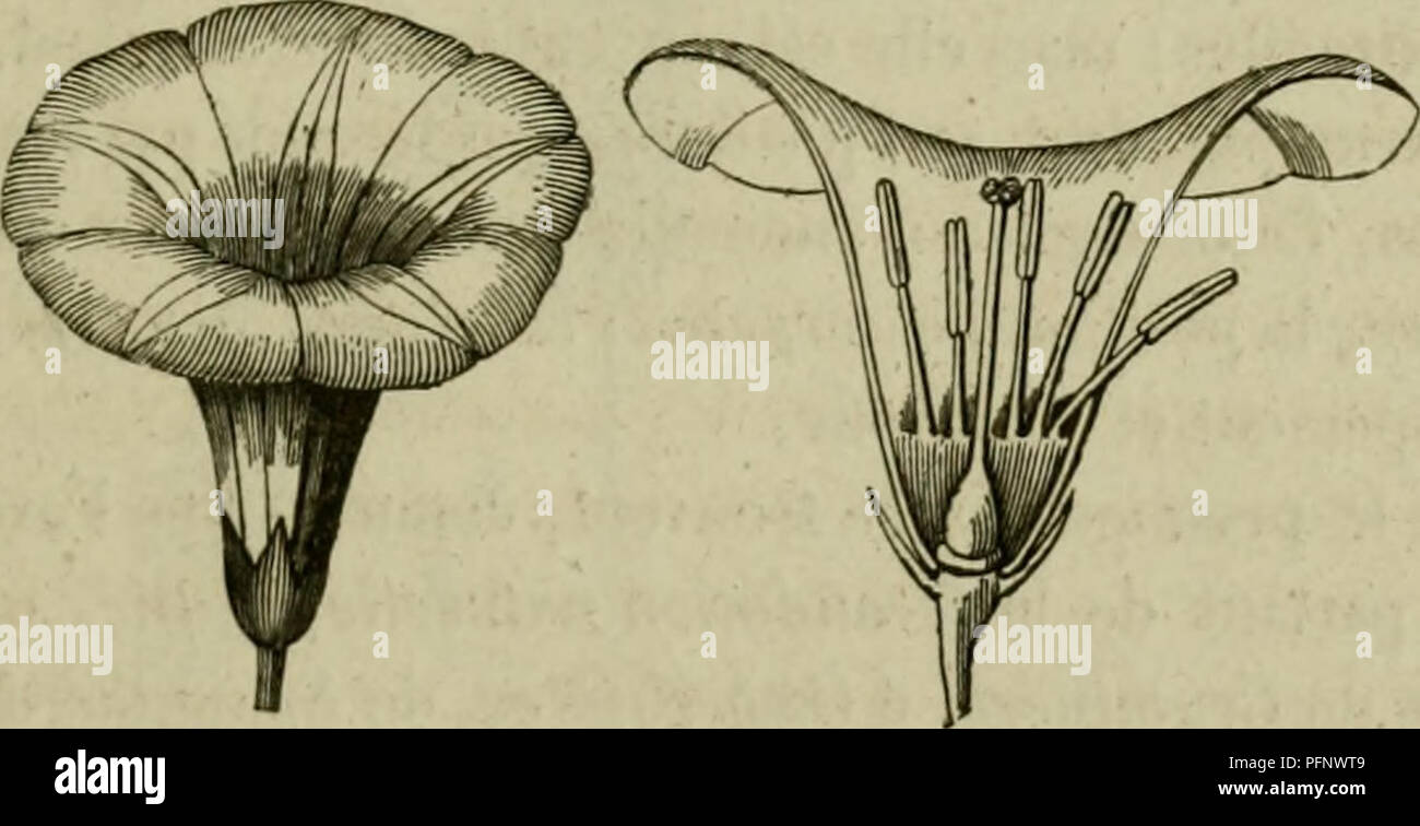 Monoique hi-res stock photography and images - Alamy