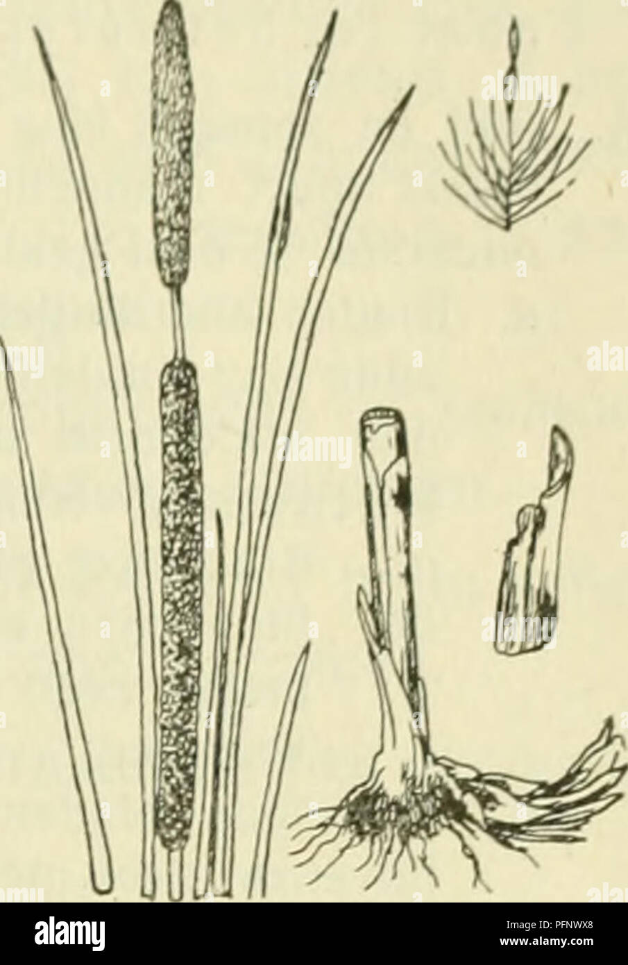This work provides a detailed description of Typhaceae, particularly ...