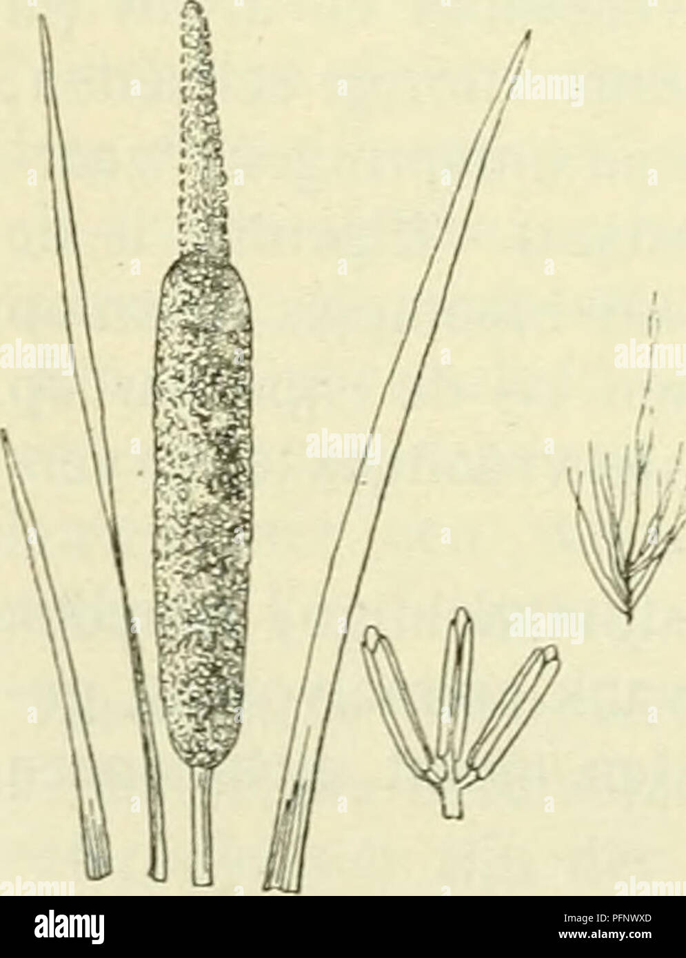 This botanical work provides detailed descriptions of the Typhaceae ...