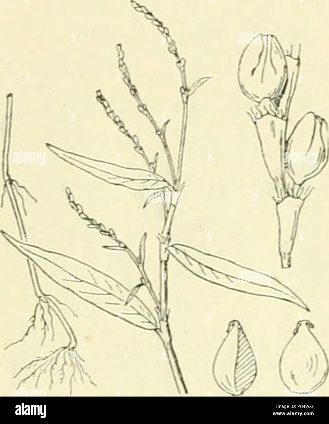 This botanical illustration focuses on species from the Polygonaceae ...