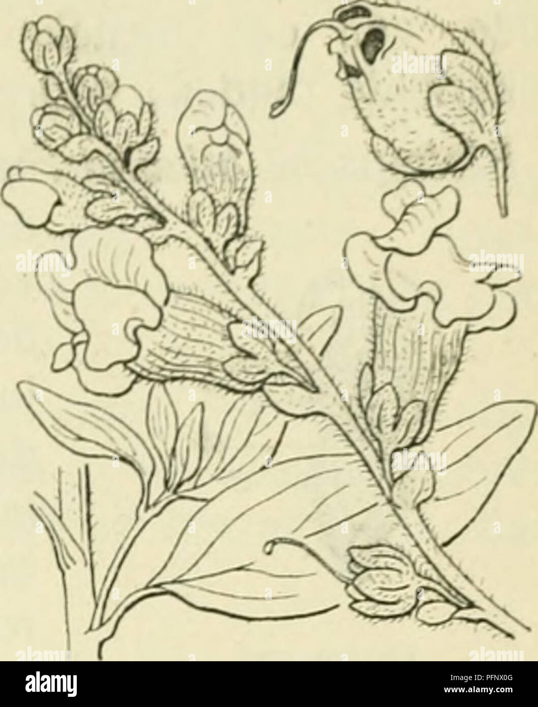 This botanical illustration from 'De flora van Nederland' focuses on ...