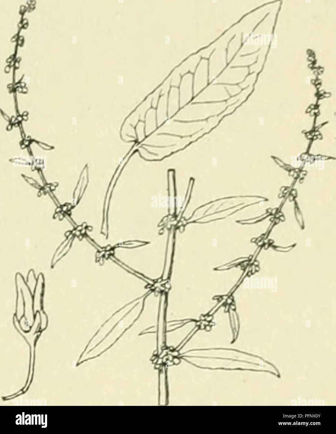 . De flora van Nederland. Plants. Familie 29. â POLYGONACEAE. â 67 hout ...